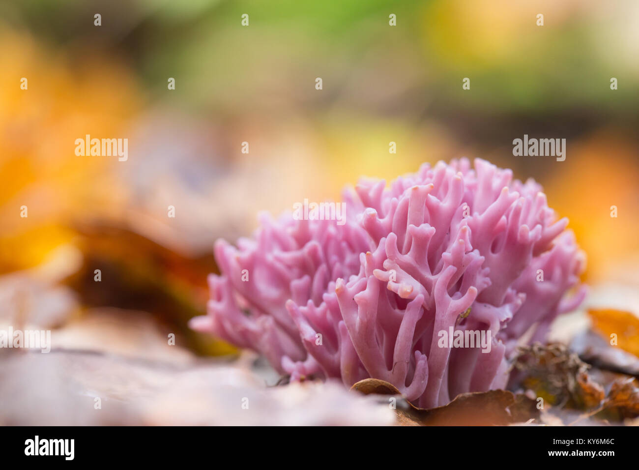 Violet coral fungus Stock Photo - Alamy