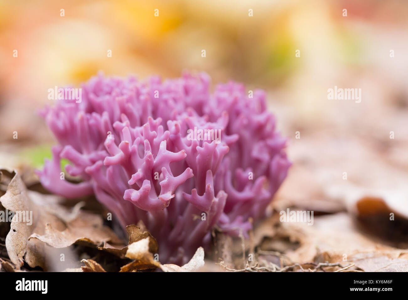 Violet coral fungus Stock Photo - Alamy