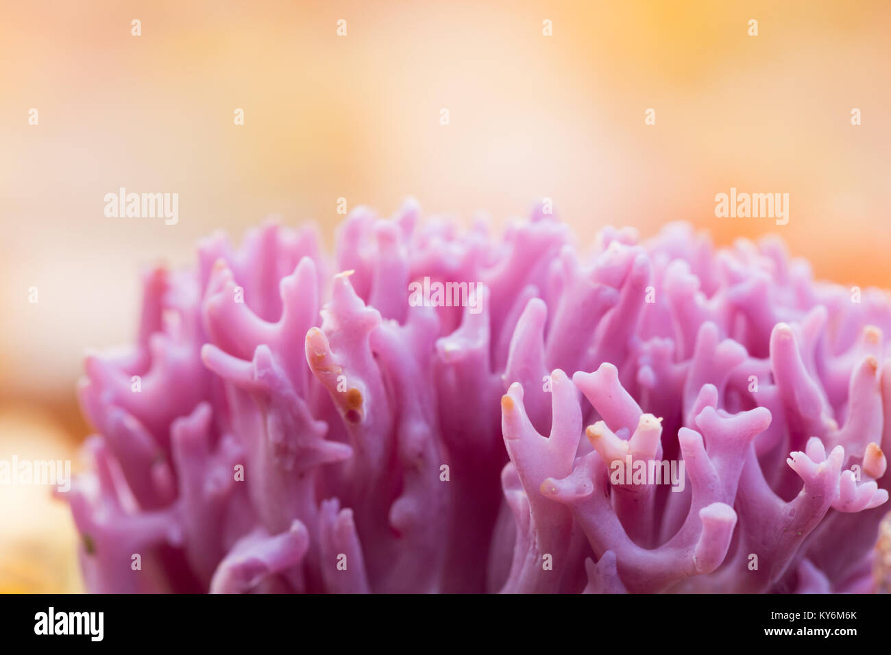 Pink coral fungus hi-res stock photography and images - Alamy