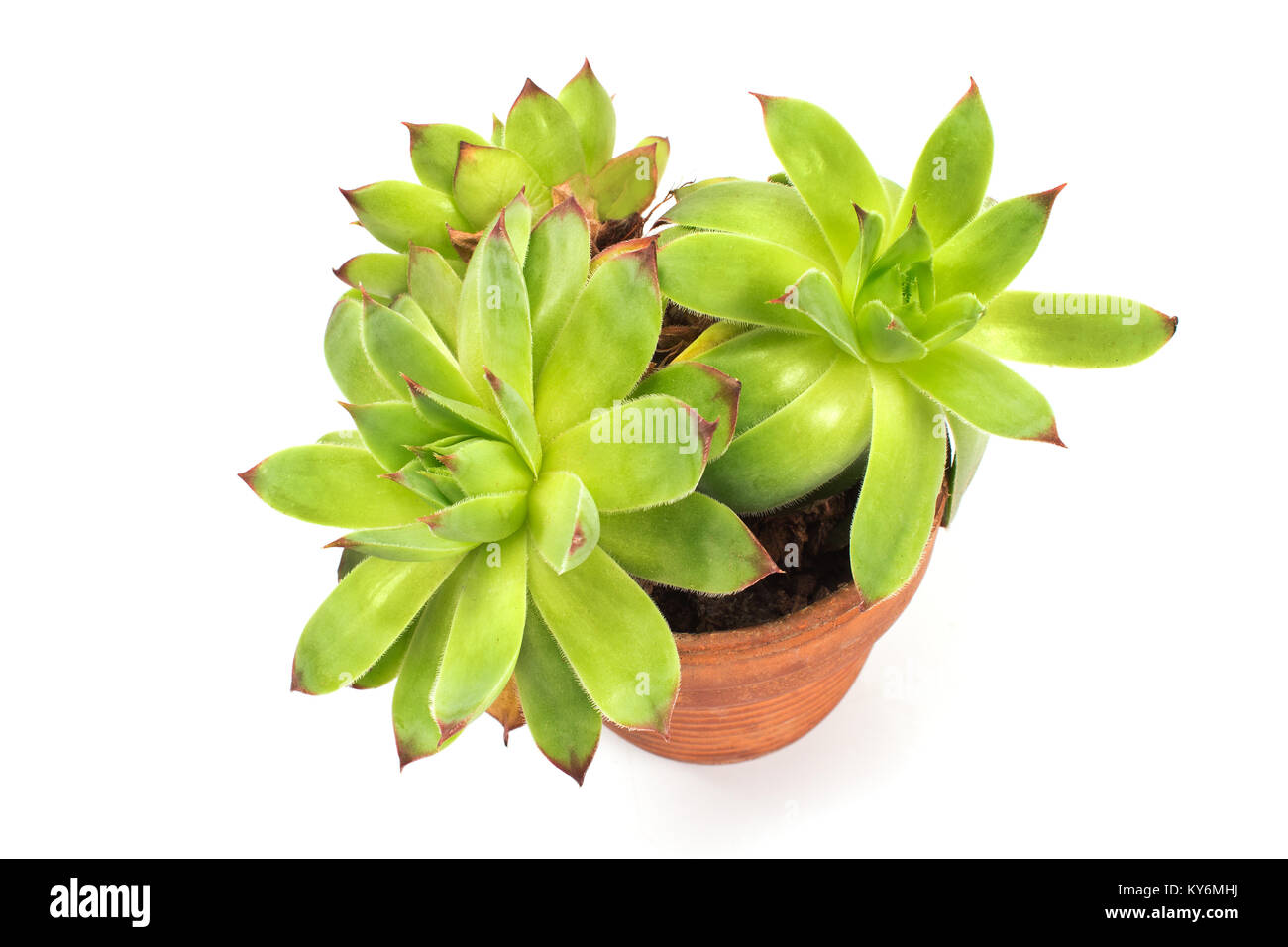 Houseleek plant in ceramic pot isolated on white Stock Photo - Alamy