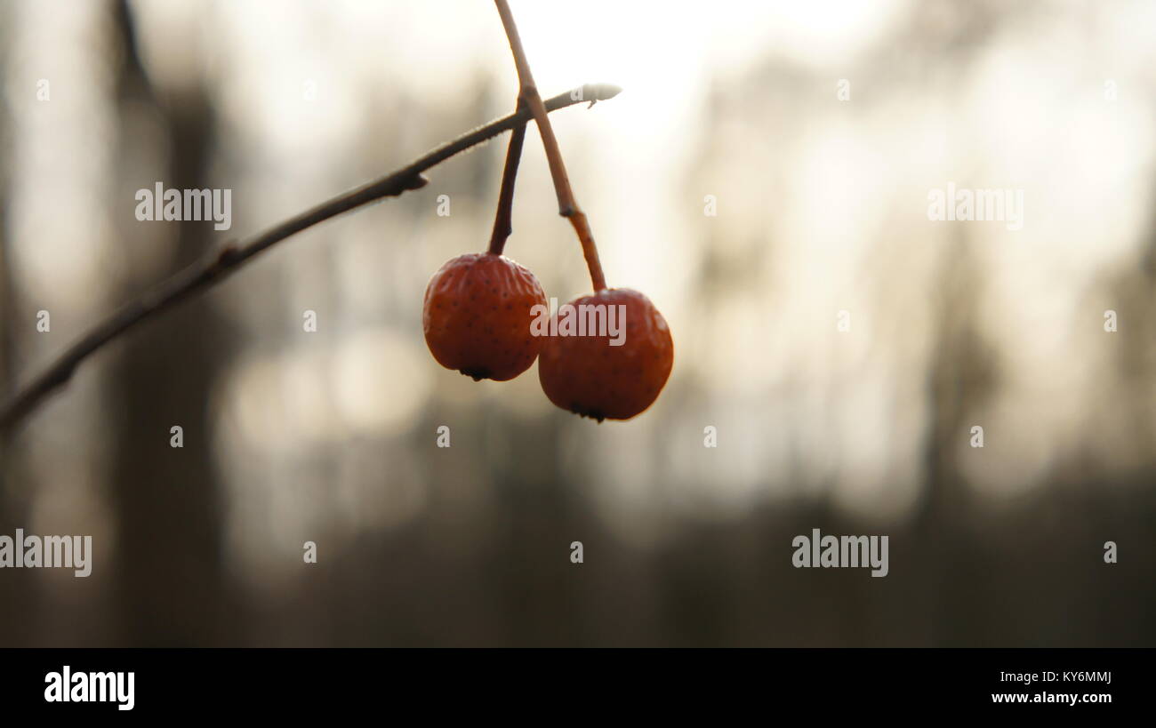 Ripe Fruit Of The Tree In The Winter Stock Photo - Alamy