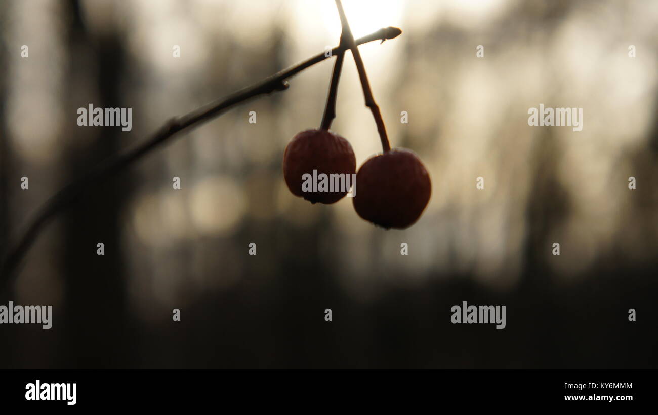 Ripe Fruit Of The Tree In The Winter Stock Photo - Alamy