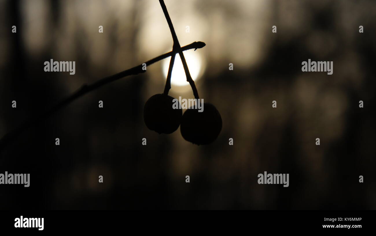 Ripe Fruit Of The Tree In The Winter Stock Photo - Alamy
