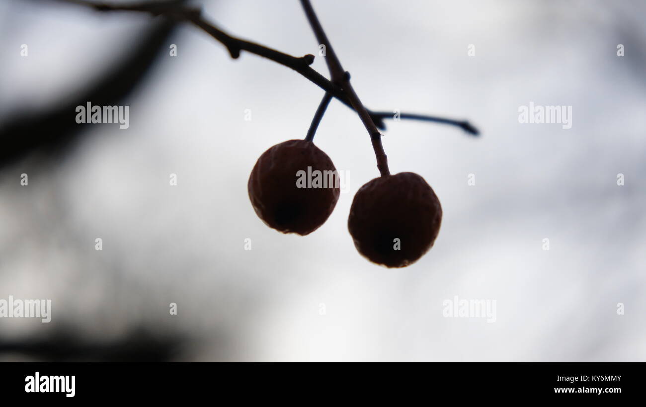 Ripe Fruit Of The Tree In The Winter Stock Photo - Alamy