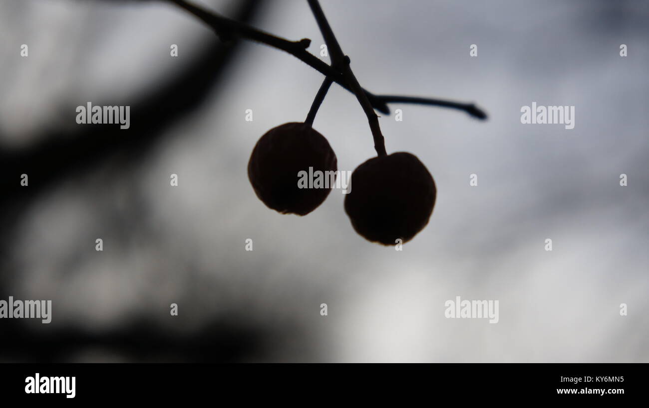 Ripe Fruit Of The Tree In The Winter Stock Photo - Alamy