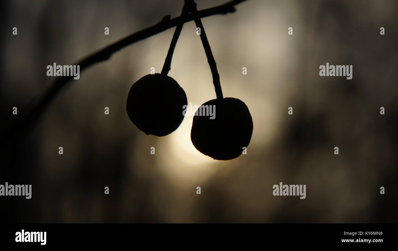 Ripe Fruit Of The Tree In The Winter Stock Photo - Alamy