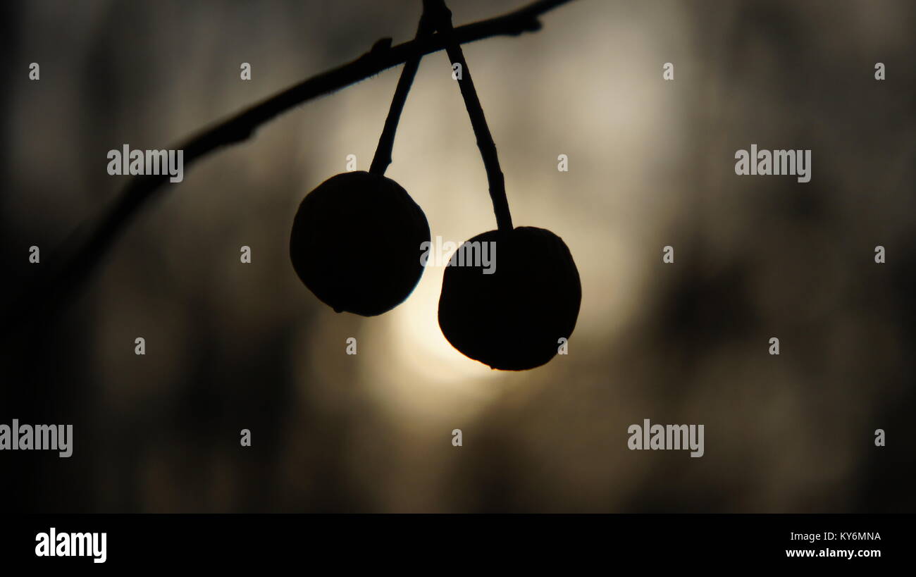 Ripe Fruit Of The Tree In The Winter Stock Photo - Alamy