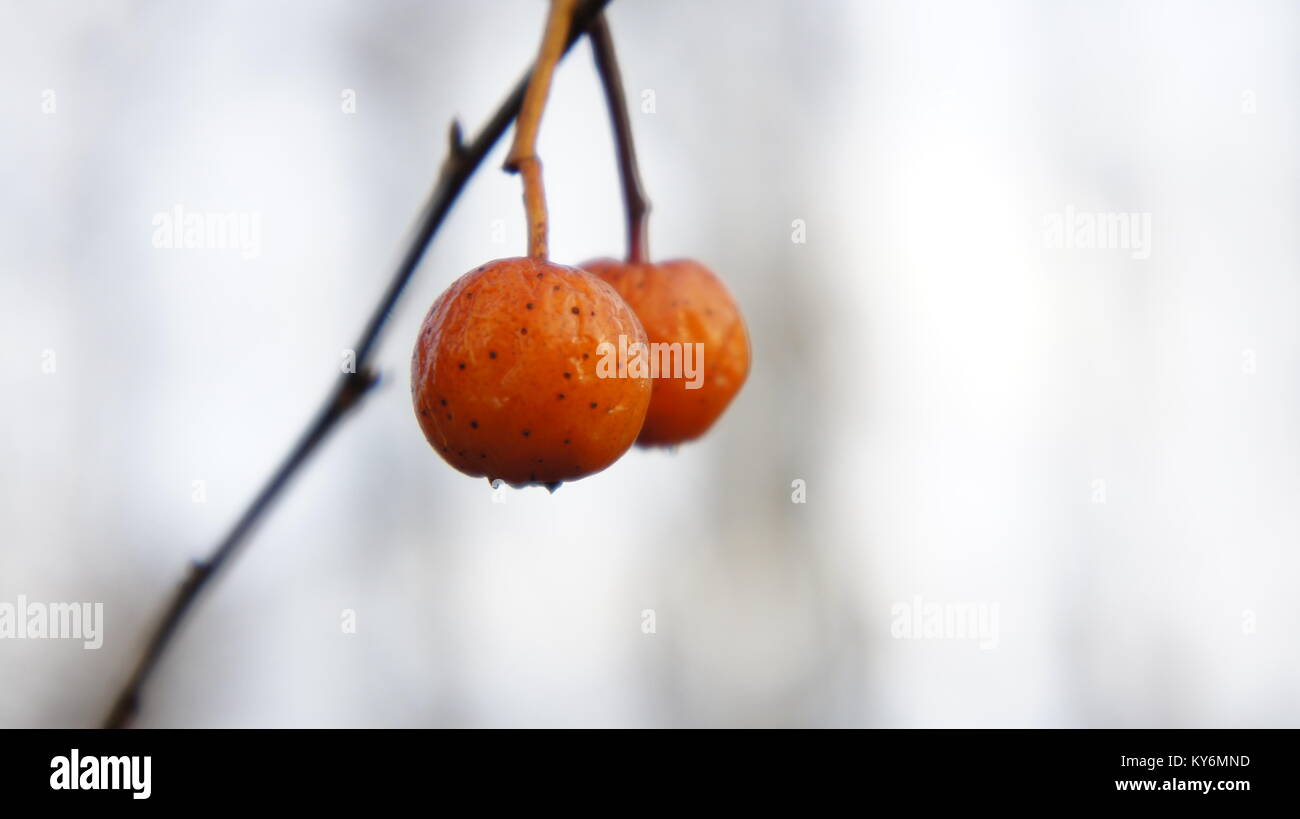 Ripe Fruit Of The Tree In The Winter Stock Photo - Alamy