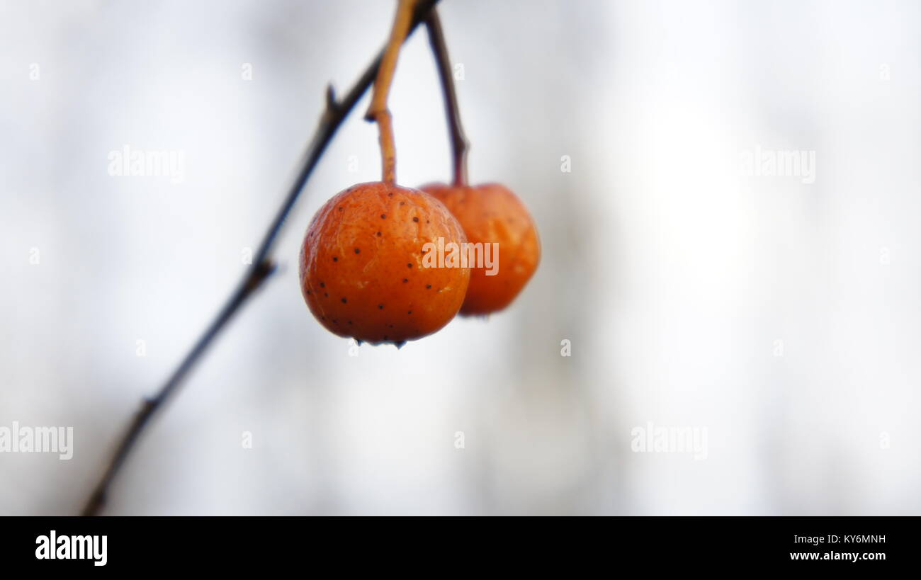 Ripe Fruit Of The Tree In The Winter Stock Photo - Alamy