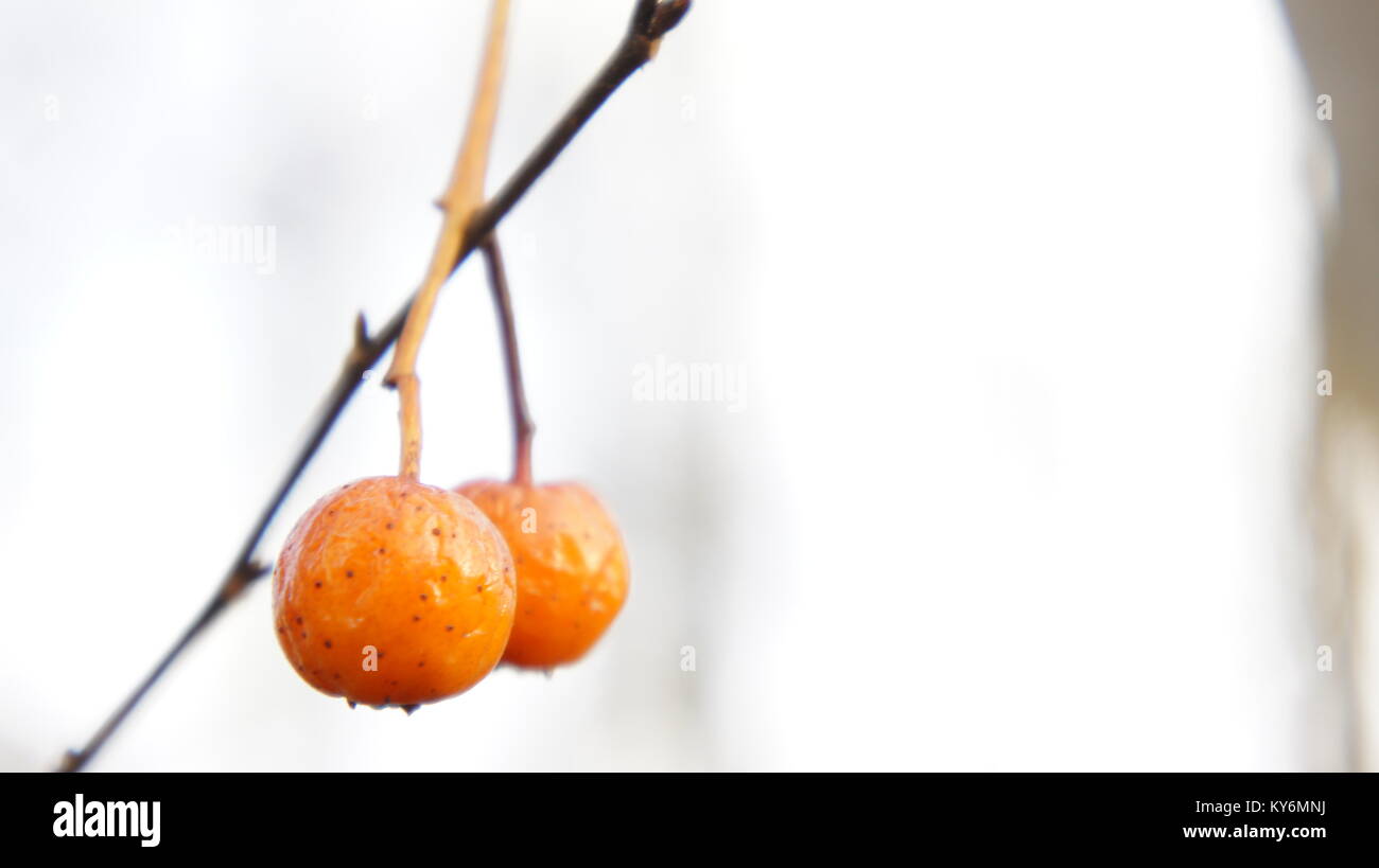 Ripe Fruit Of The Tree In The Winter Stock Photo - Alamy