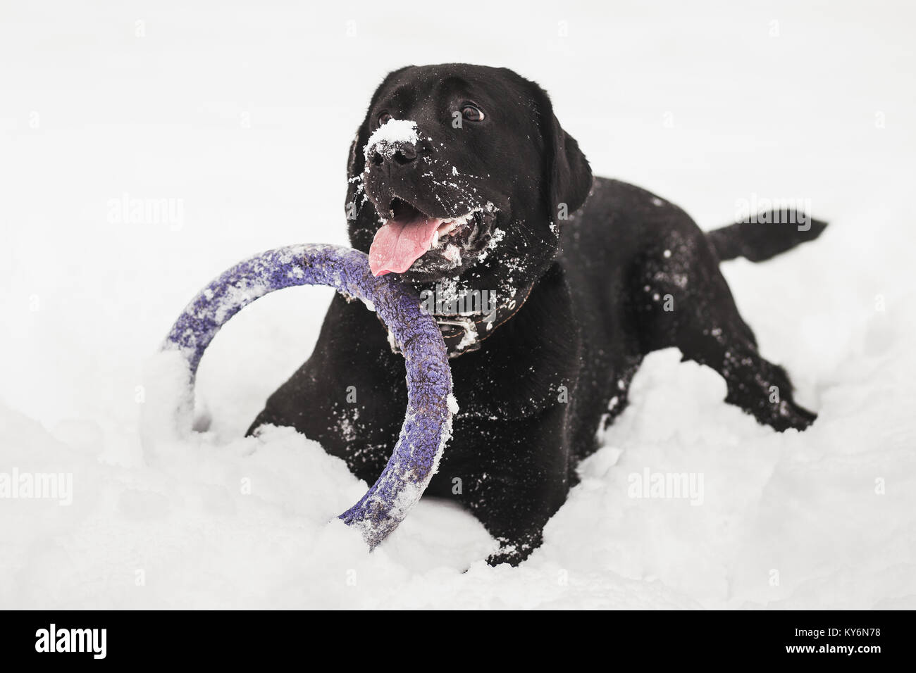 Funny black labrador hi-res stock photography and images - Alamy