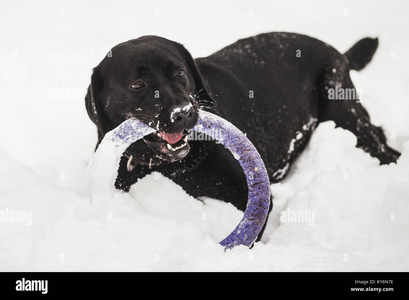 Portrait of cute funny black labrador dog playing happily outdoors in ...
