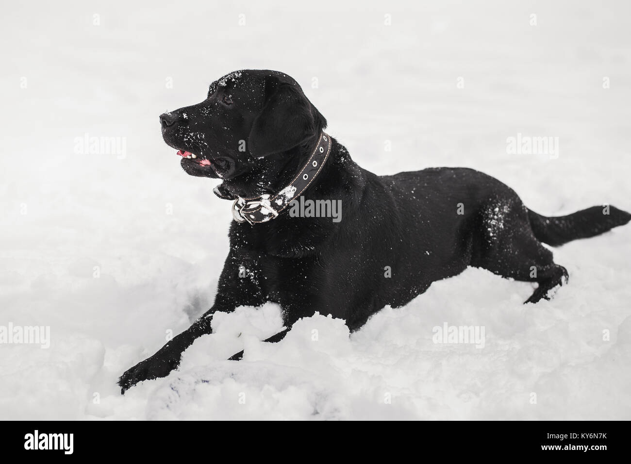 Portrait of cute funny black labrador dog laying happily outdoors in ...