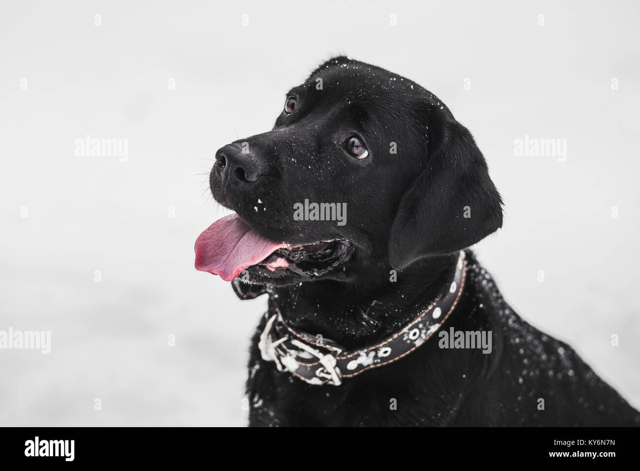 Funny black labrador hi-res stock photography and images - Alamy