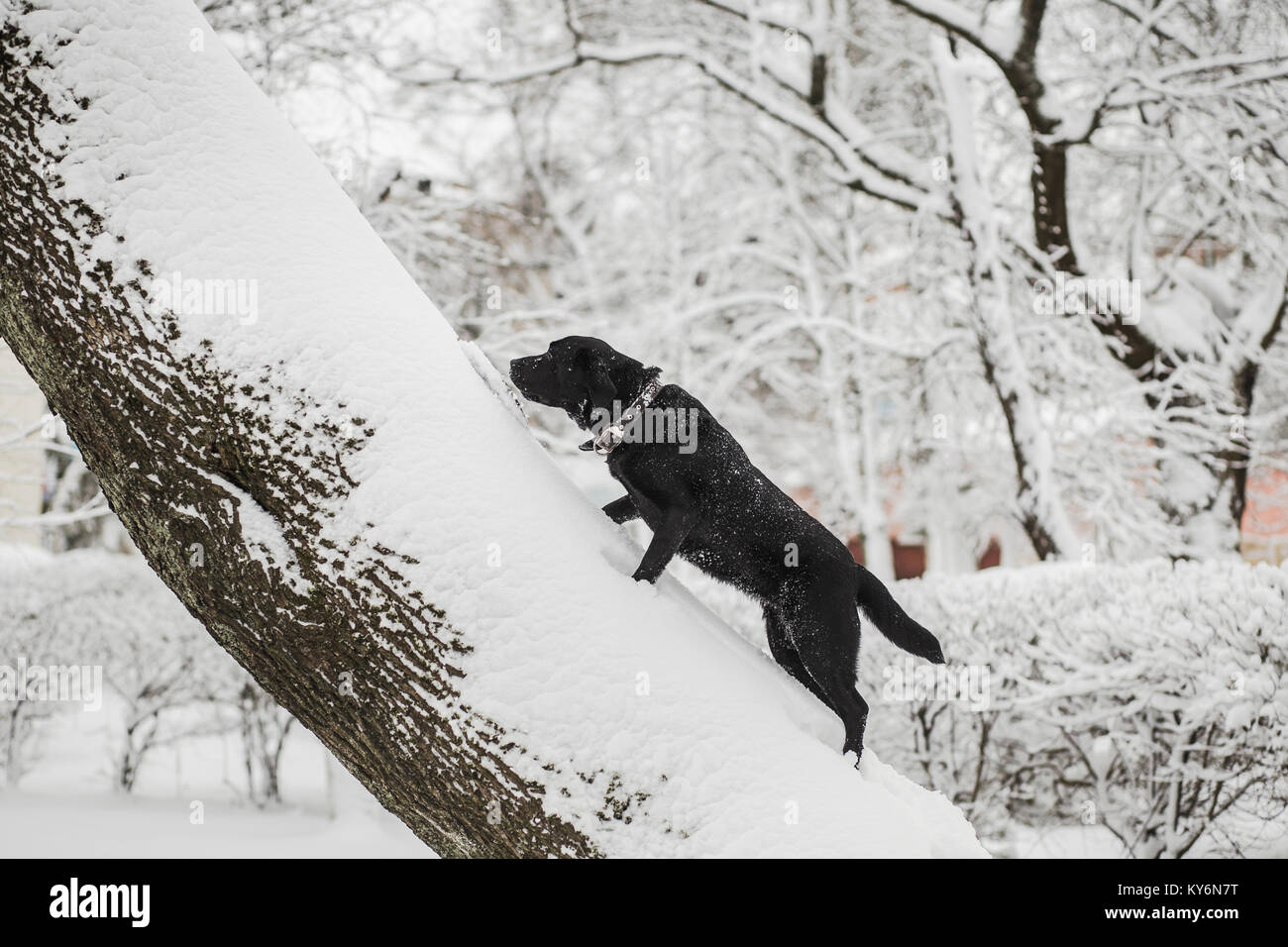 Cute funny black labrador dog playing happily outdoors in white fresh ...