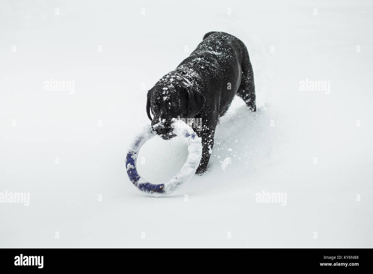 Portrait of cute funny black labrador dog playing happily outdoors in ...