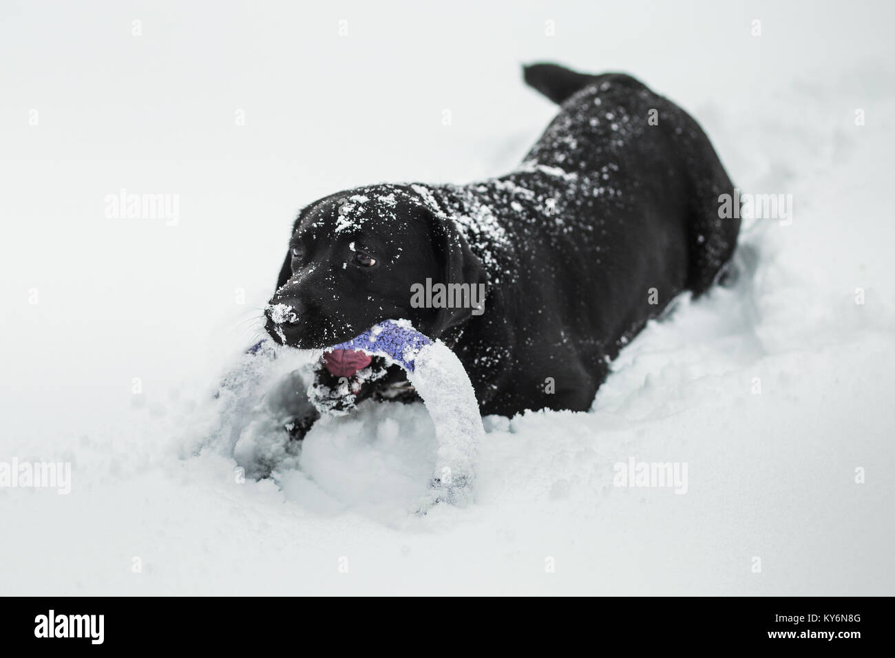 Portrait of cute funny black labrador dog playing happily outdoors in ...