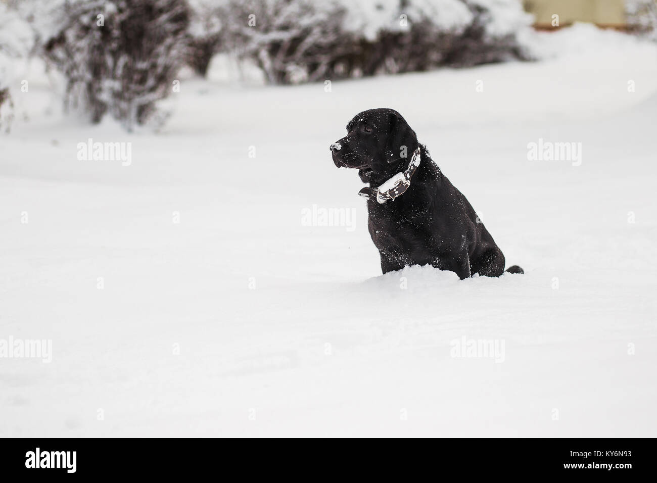 Black labrador retriever agility hi-res stock photography and images ...