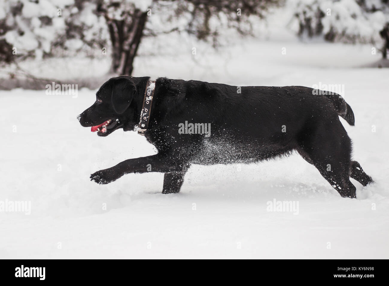 Portrait of cute funny black labrador dog playing happily outdoors in ...