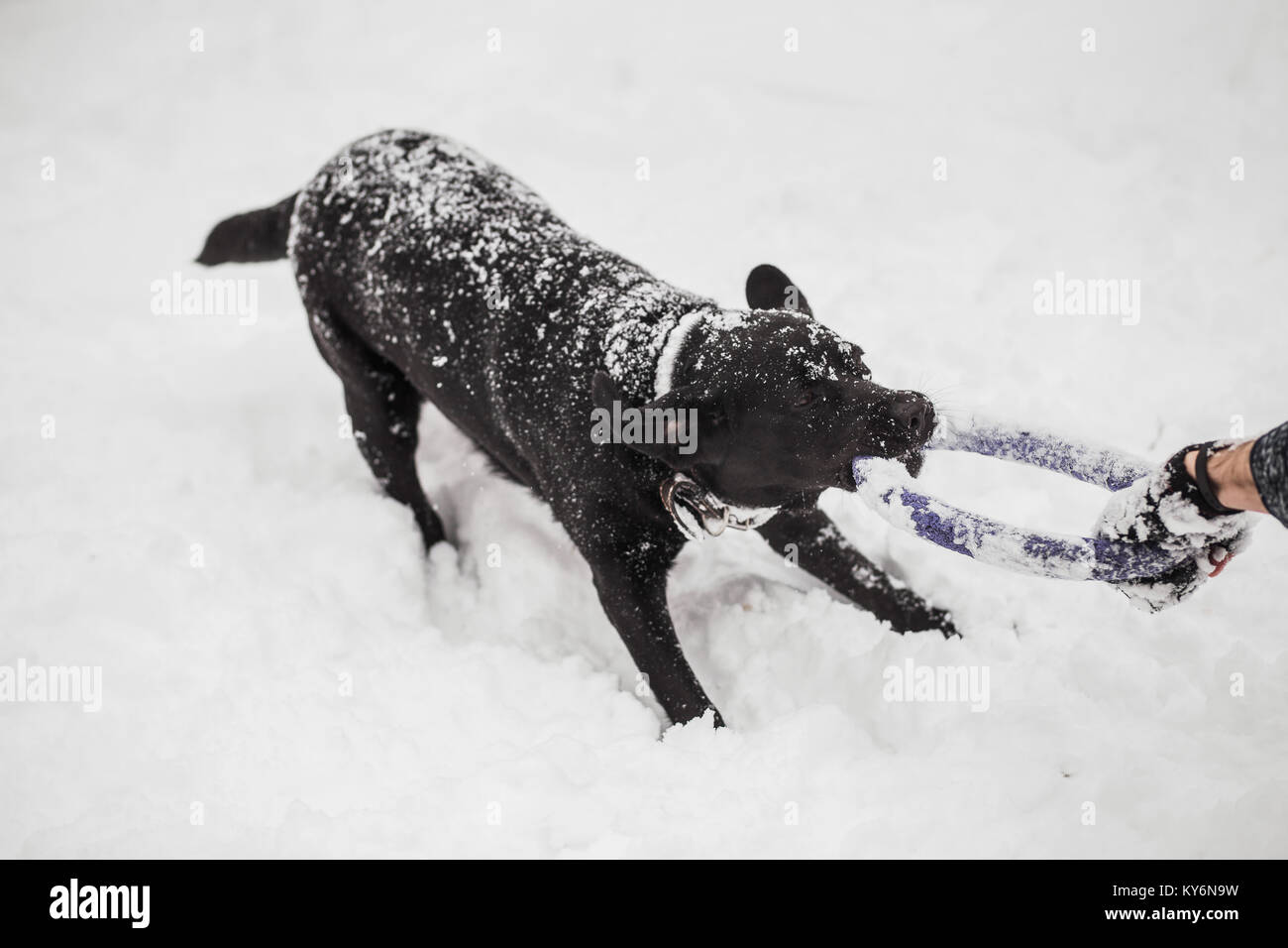 Portrait of cute funny black labrador dog playing happily outdoors in ...