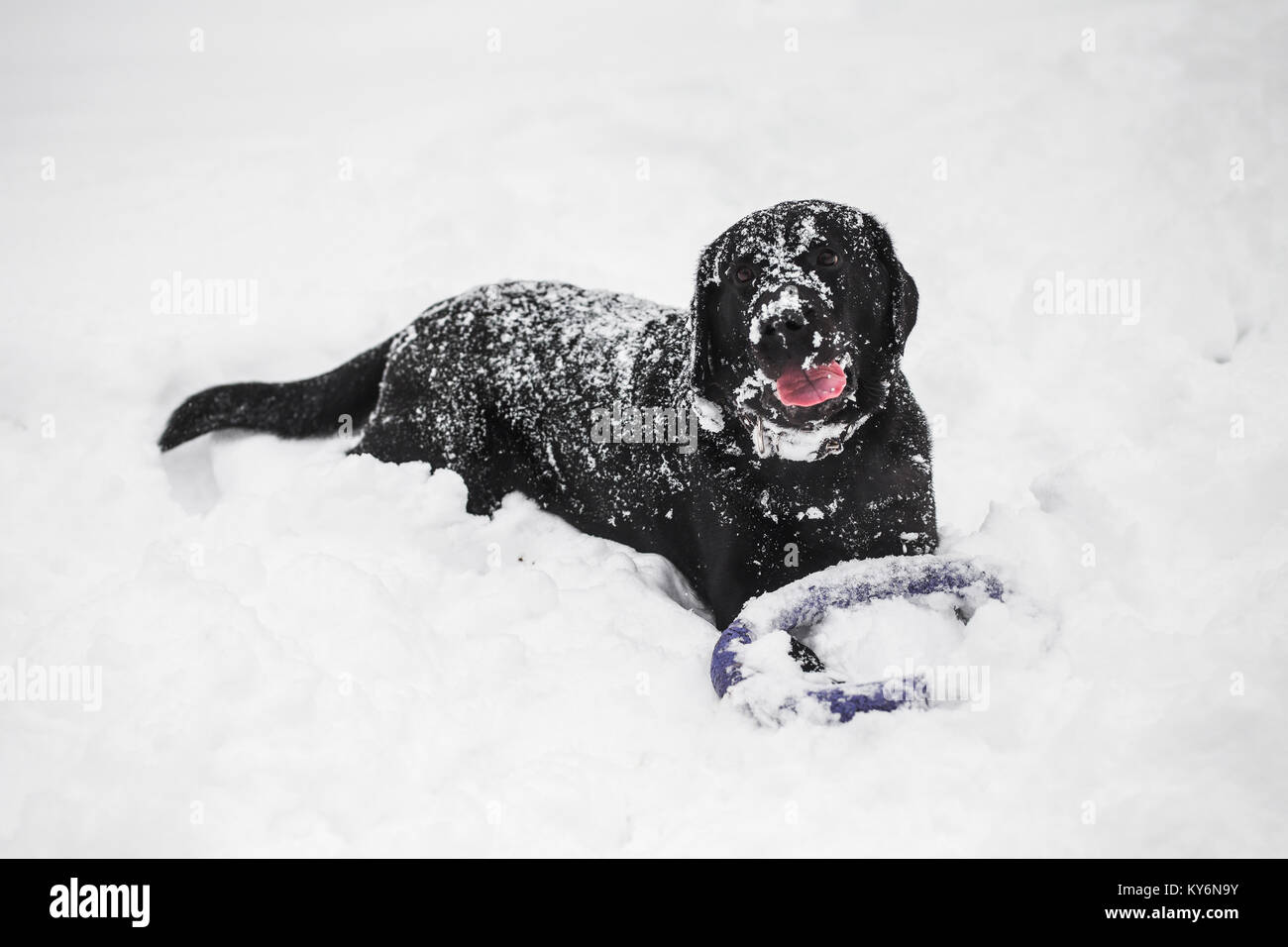 Cute Black Lab Puppies In Snow