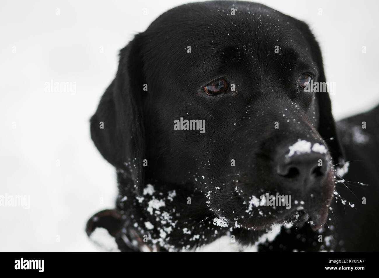Closeup portrait of calm face of cute funny black labrador dog playing ...