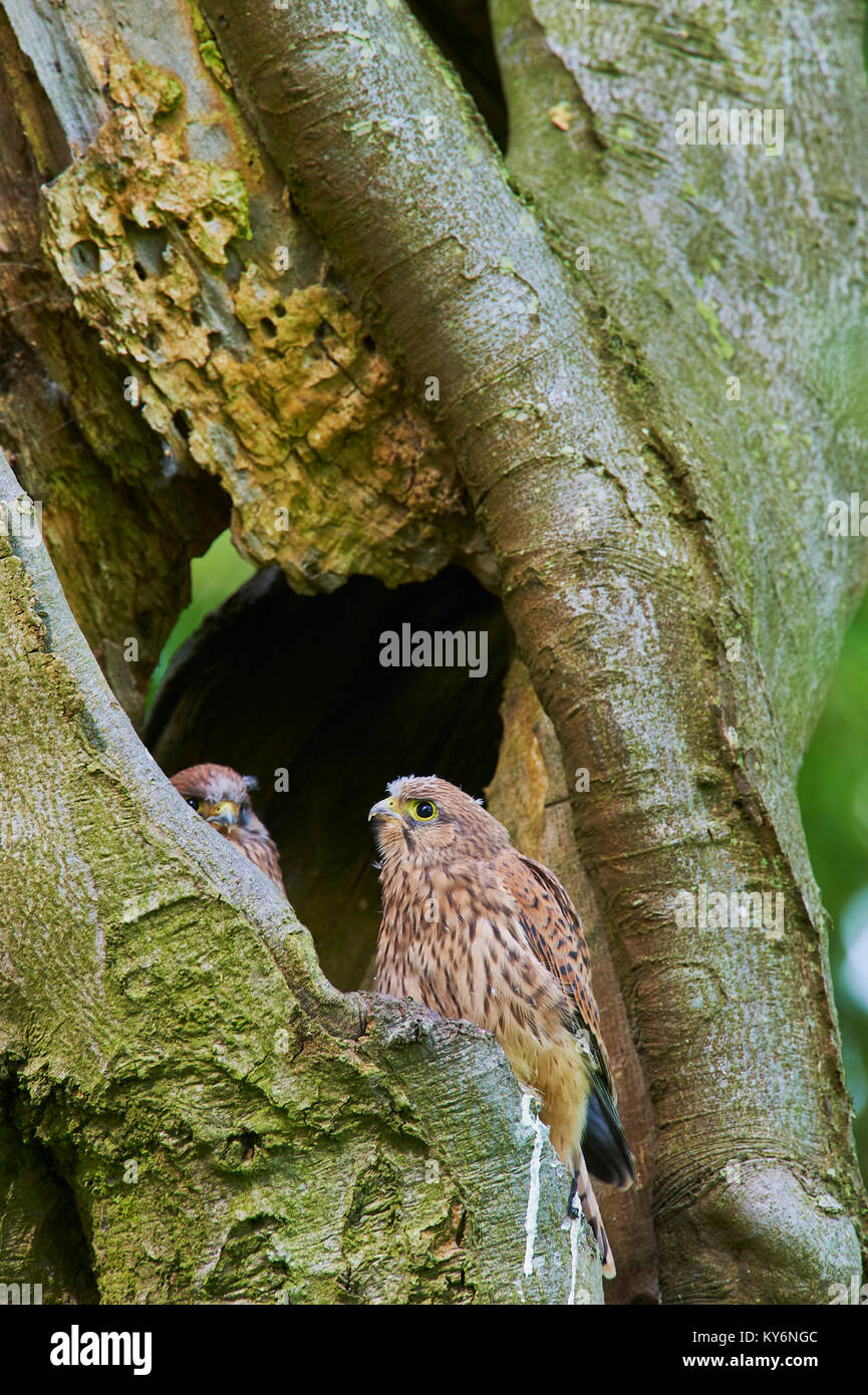 Two fledgling female Common Kestrel, Falco tinnunculus, in nest hole ...