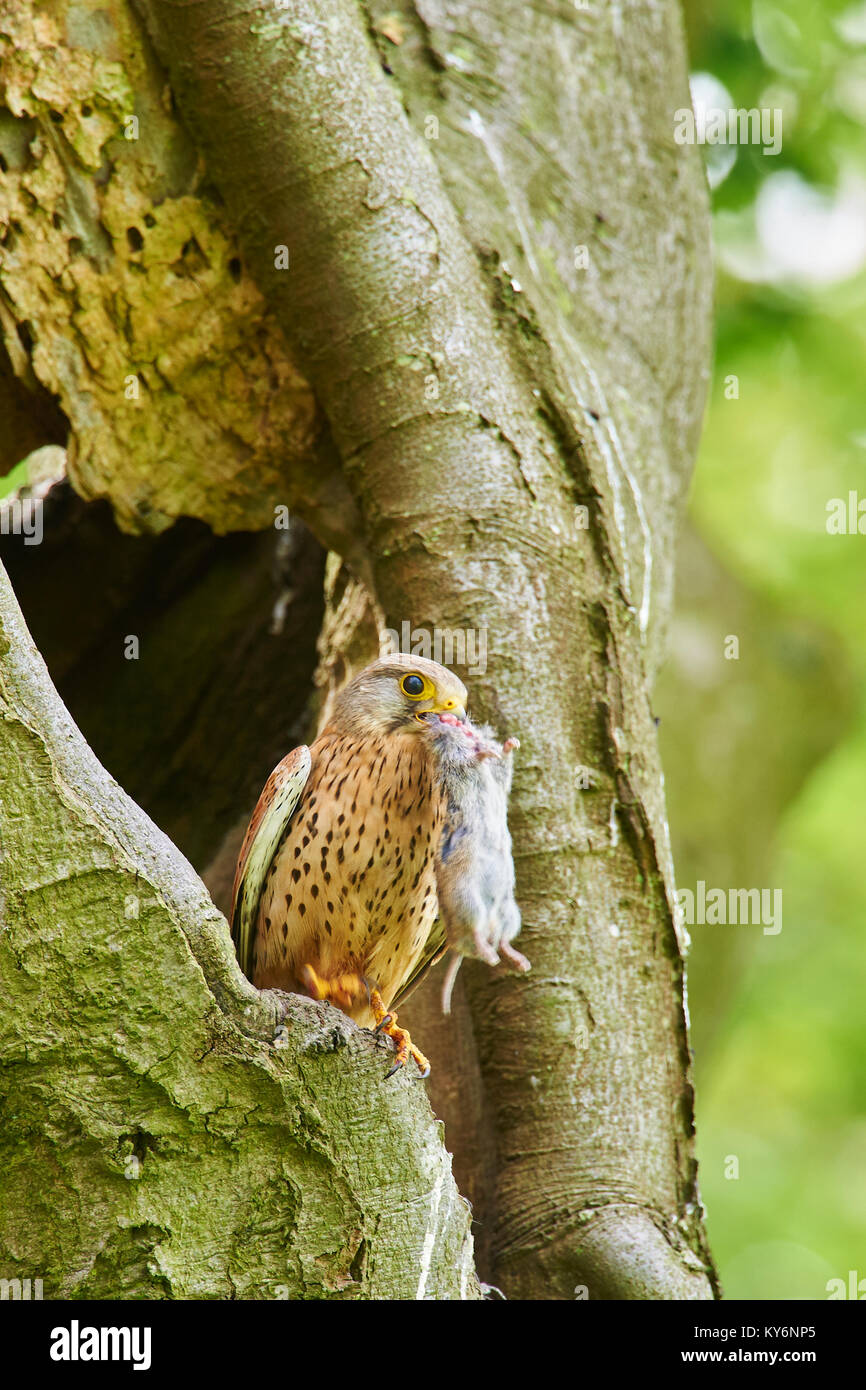 Common kestrel with mouse hi-res stock photography and images - Alamy