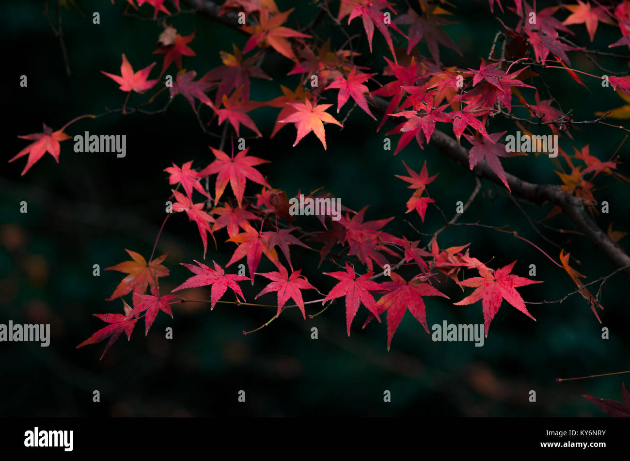 Colorful Maple Leaf Colors Tree in Japan Travel Autumn Season at ...