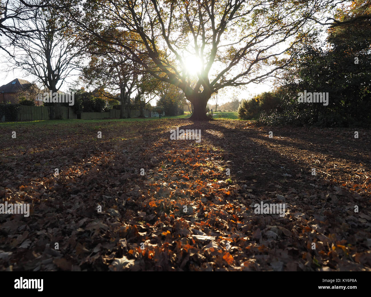 Tree branches casting shadow hi-res stock photography and images - Alamy