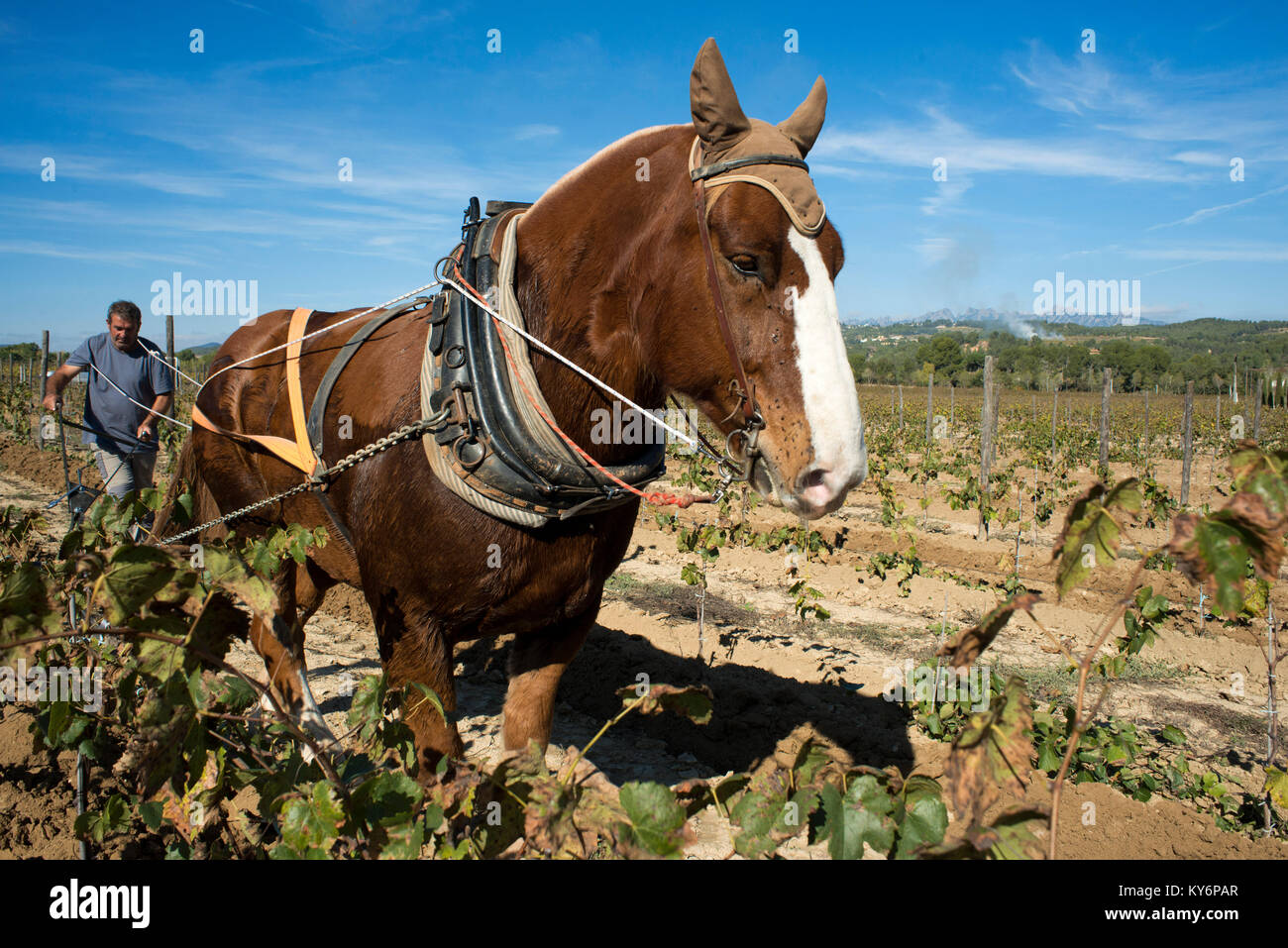 Bru farm hi-res stock photography and images - Alamy