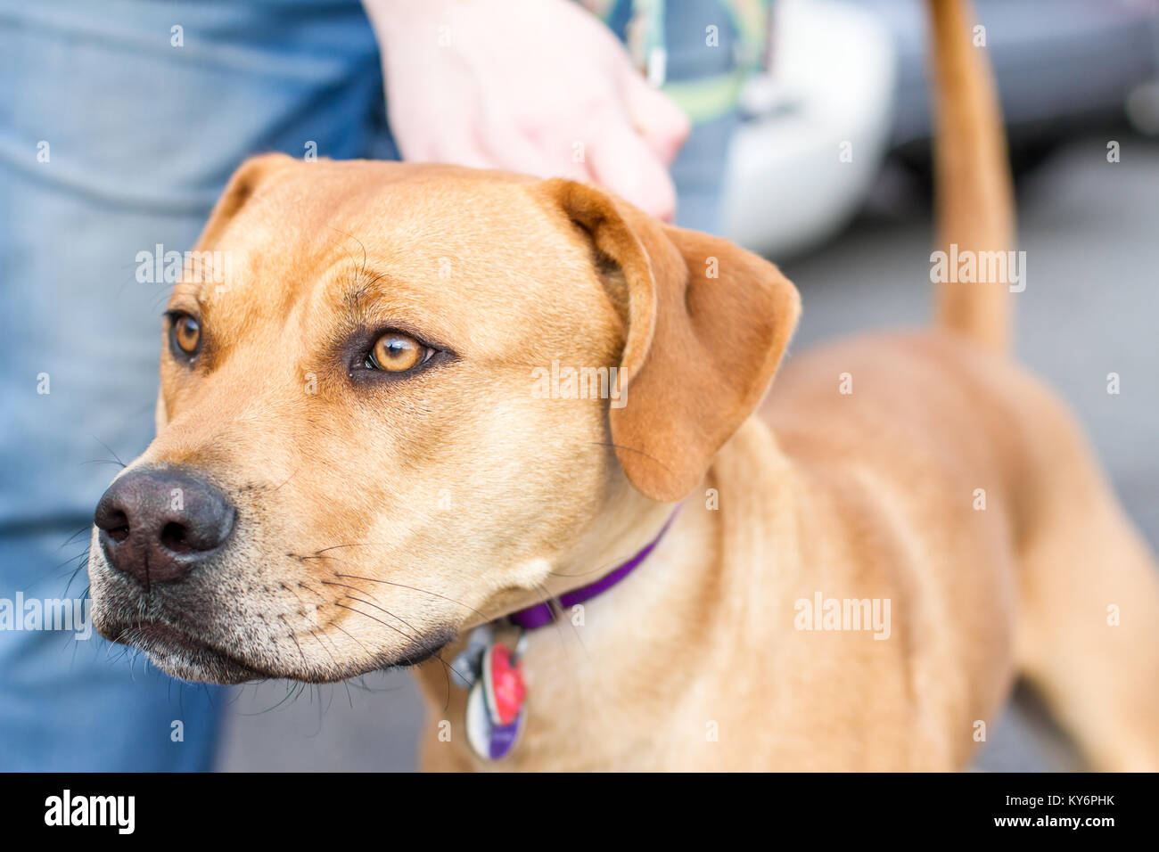 Young athletic dog pulling on the leash on a street with cars in the ...