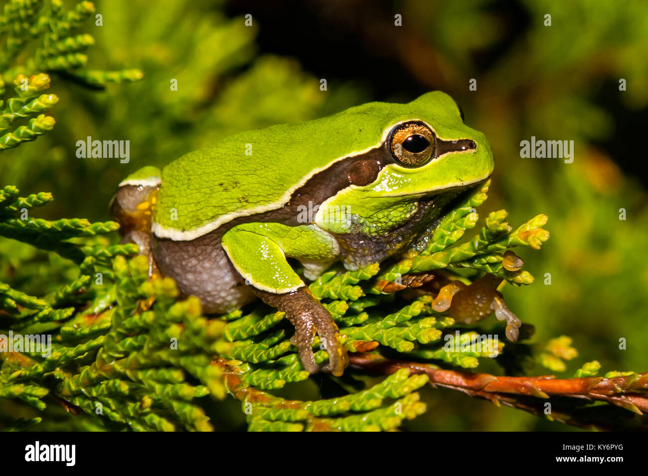 Pine Barrens Tree Frog (Hyla andersonii Stock Photo - Alamy