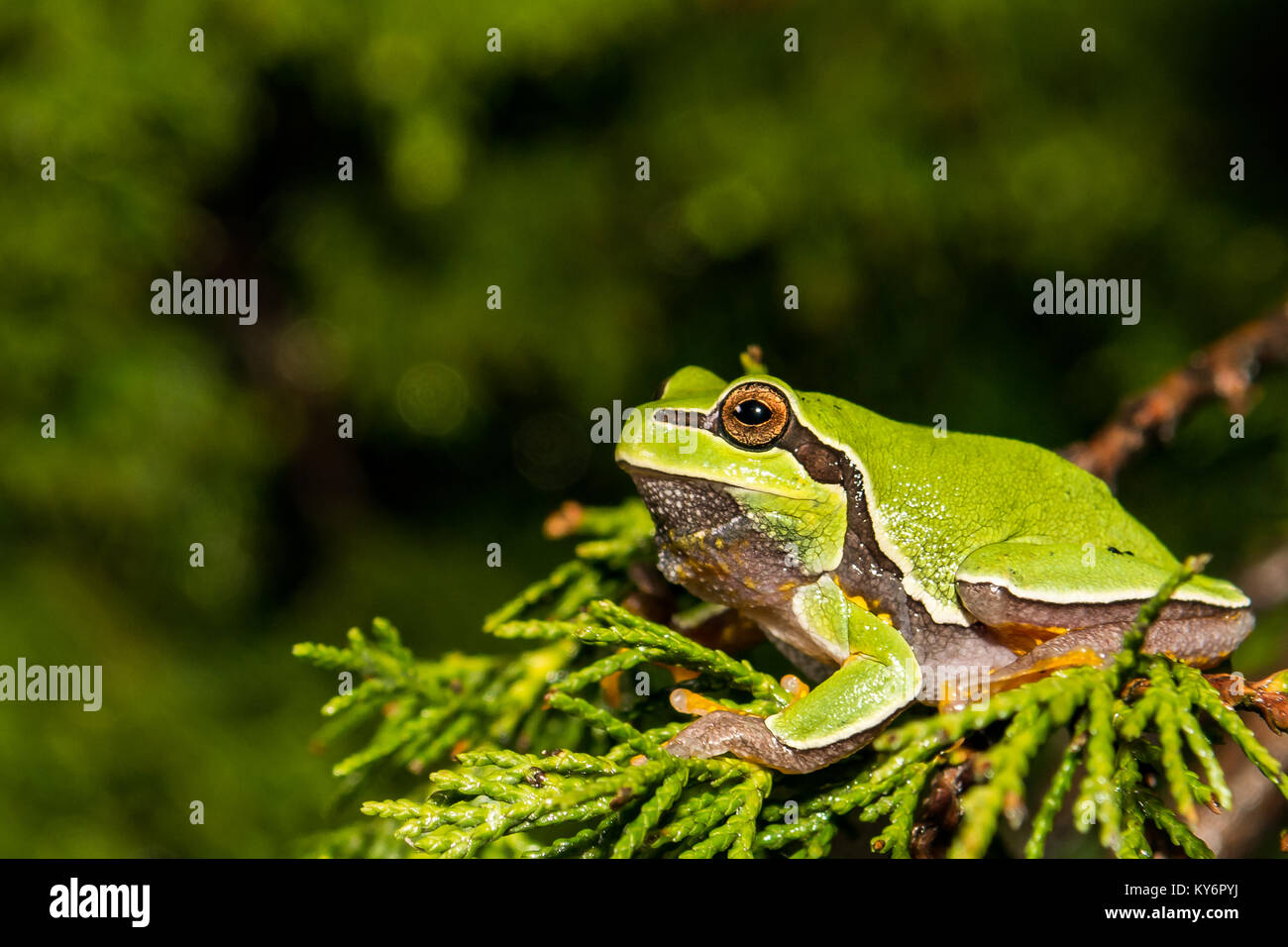 Pine Barrens Tree Frog (Hyla andersonii Stock Photo - Alamy