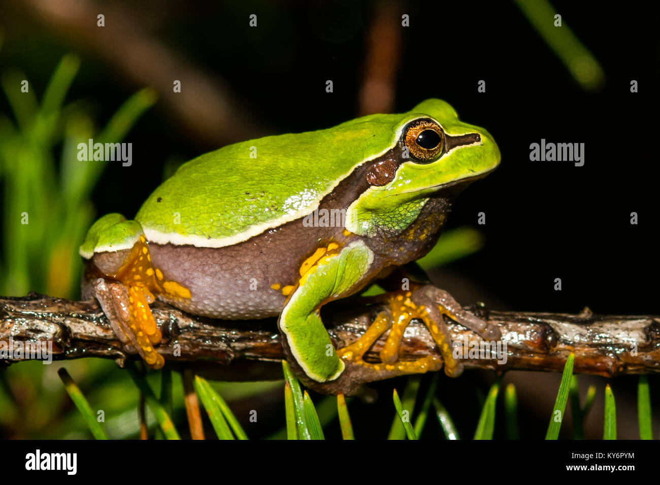 Pine Barrens Tree Frog (Hyla andersonii Stock Photo - Alamy