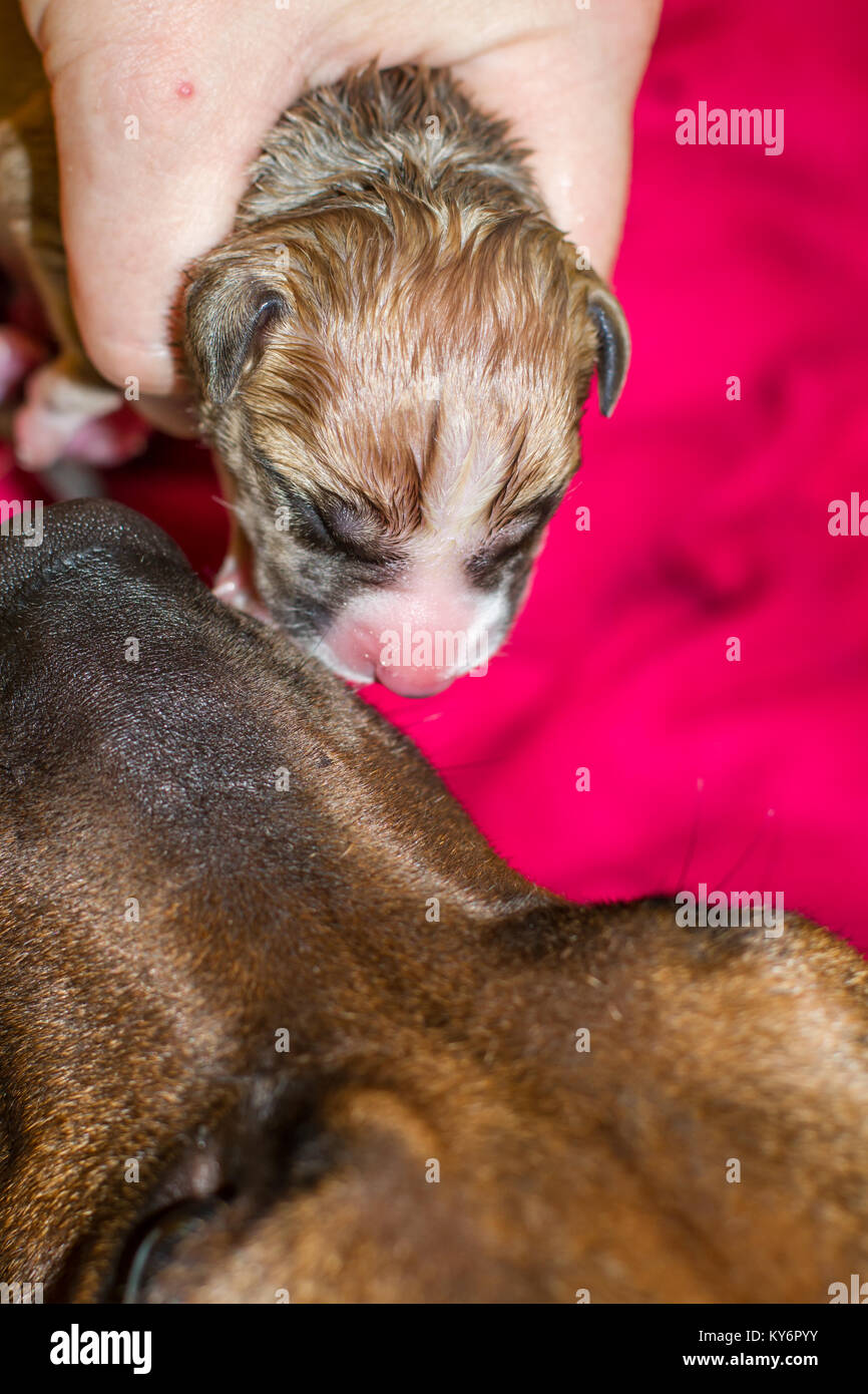 Female dog giving birth to puppies, newborn pups Stock Photo - Alamy