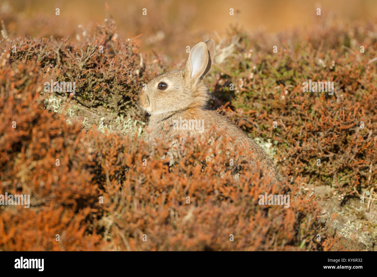 Young wild rabbit, Latin name Oryctolagus cuniculus, sitting among ...