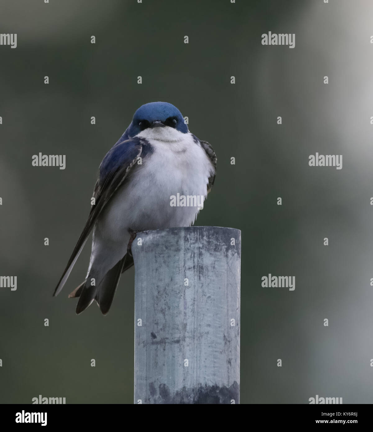 an angry swallow sitting on a fence post toned with a retro vintage ...