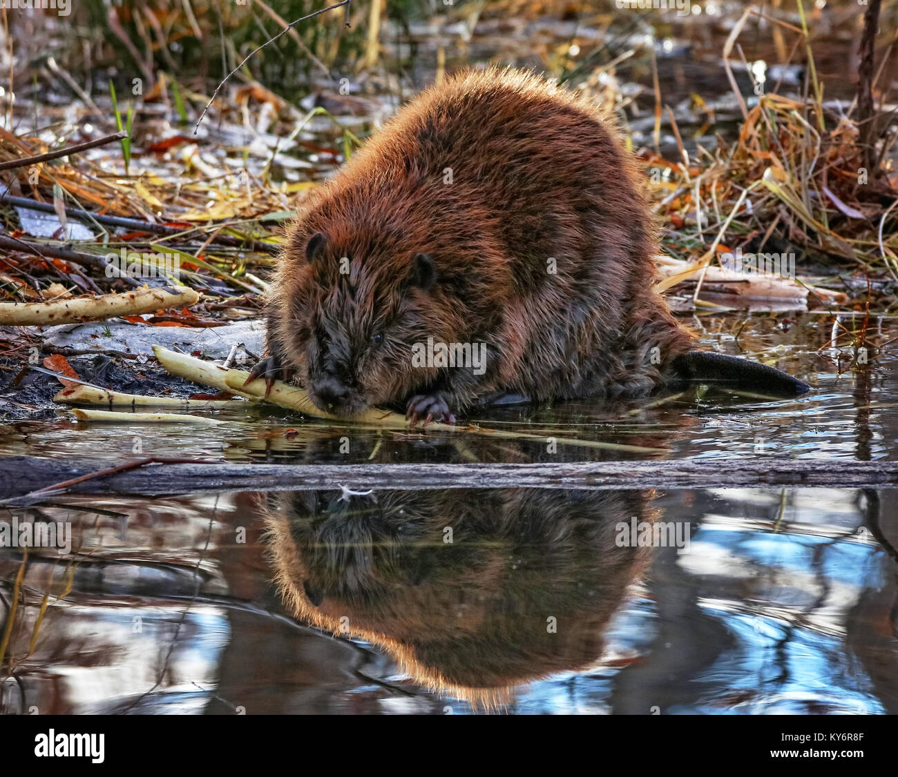 Fat beaver hi-res stock photography and images - Alamy
