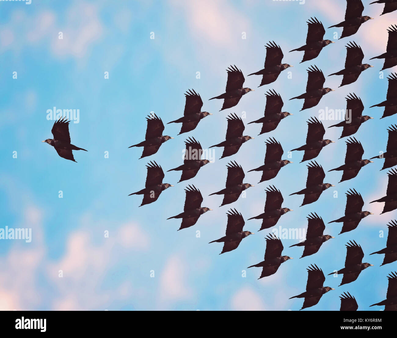 Blackbird flying isolated hi-res stock photography and images - Alamy