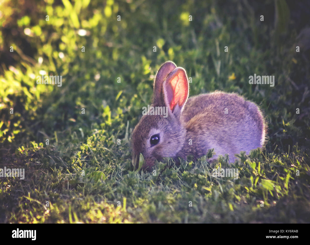 a cute little bunny eating leaves in a local park at sunset with the ...