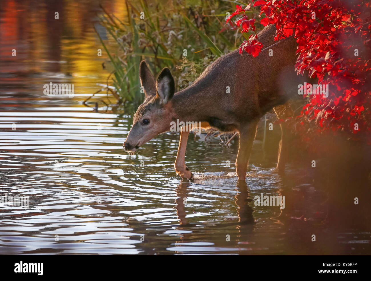 Beautiful photo of deer in a natural environment Stock Photo - Alamy