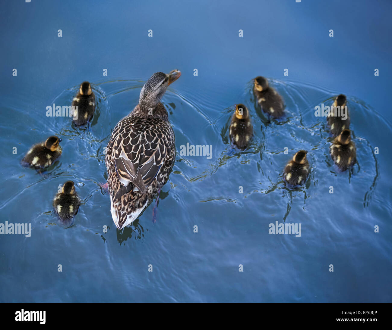 a mother duck and her baby ducklings swimming under a bridge in a local ...