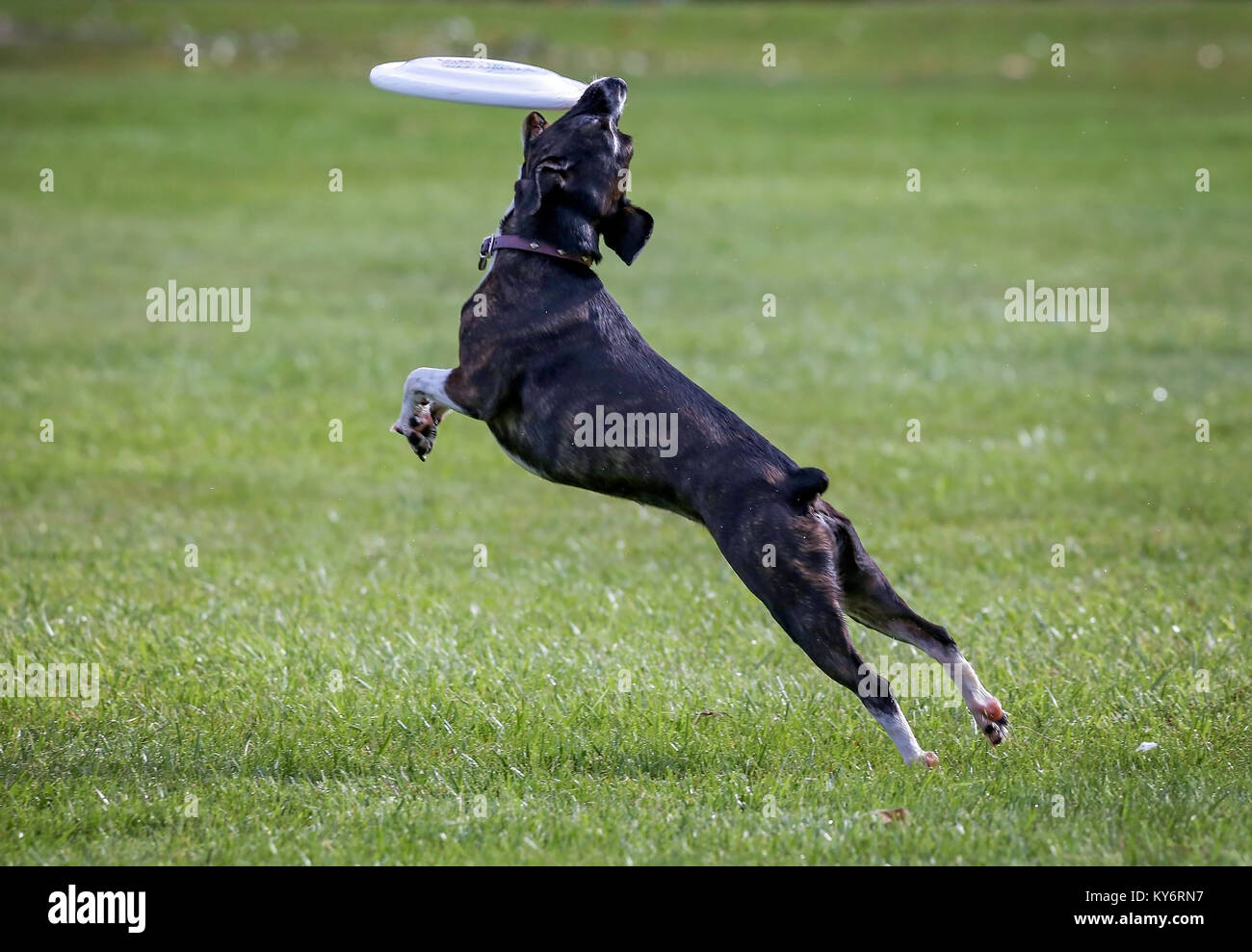 a dog playing fetch in a local public park Stock Photo - Alamy
