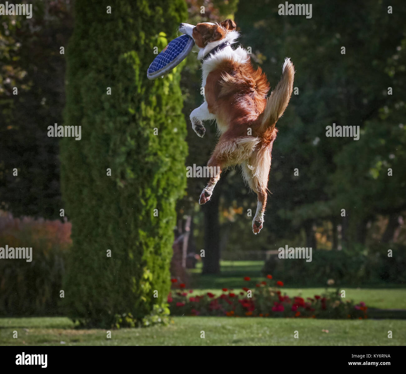 a dog playing fetch in a local public park Stock Photo - Alamy