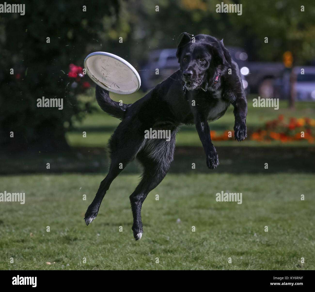 a dog playing fetch in a local public park Stock Photo - Alamy
