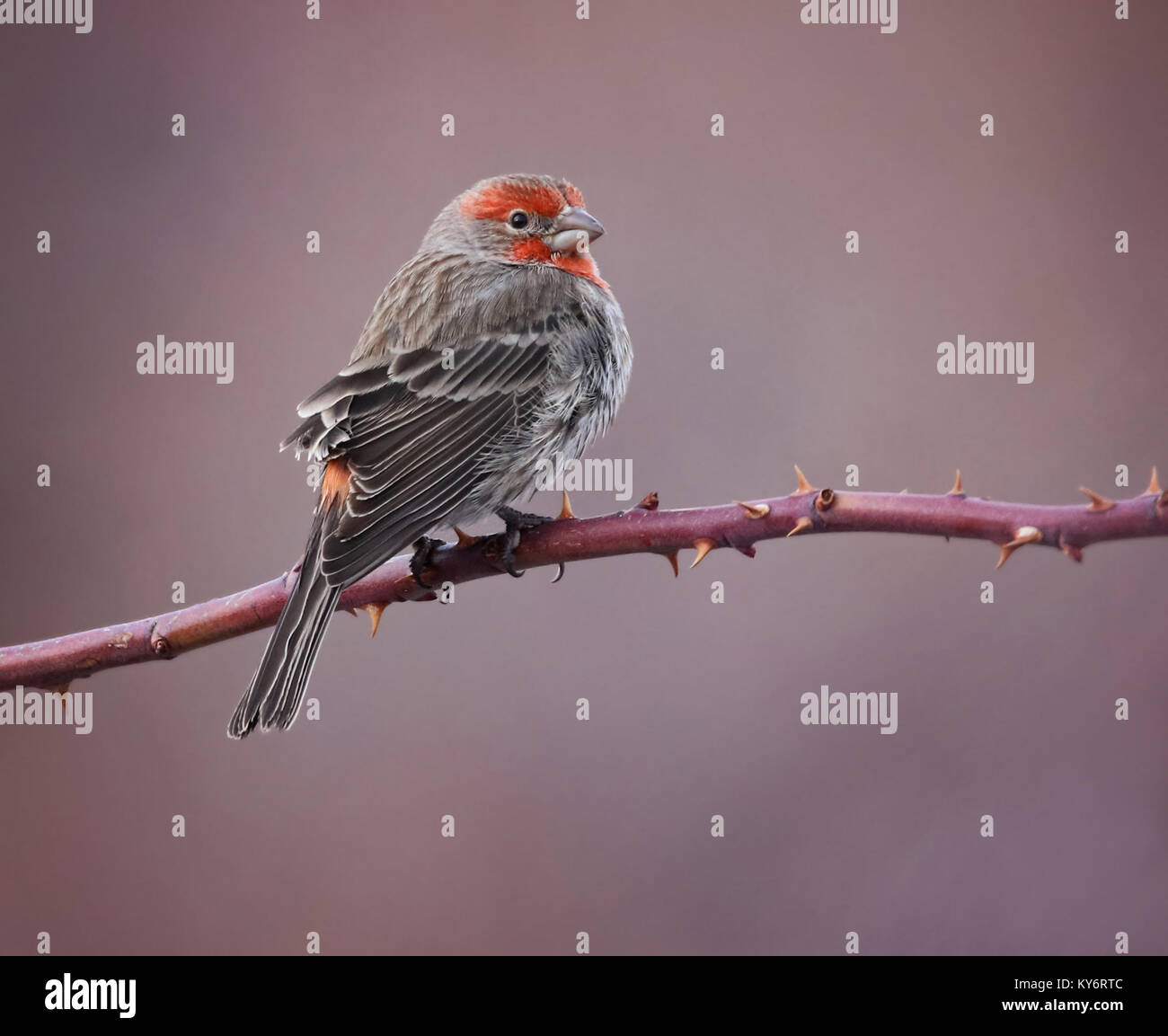 Beautiful bird photo in a natural environment Stock Photo - Alamy