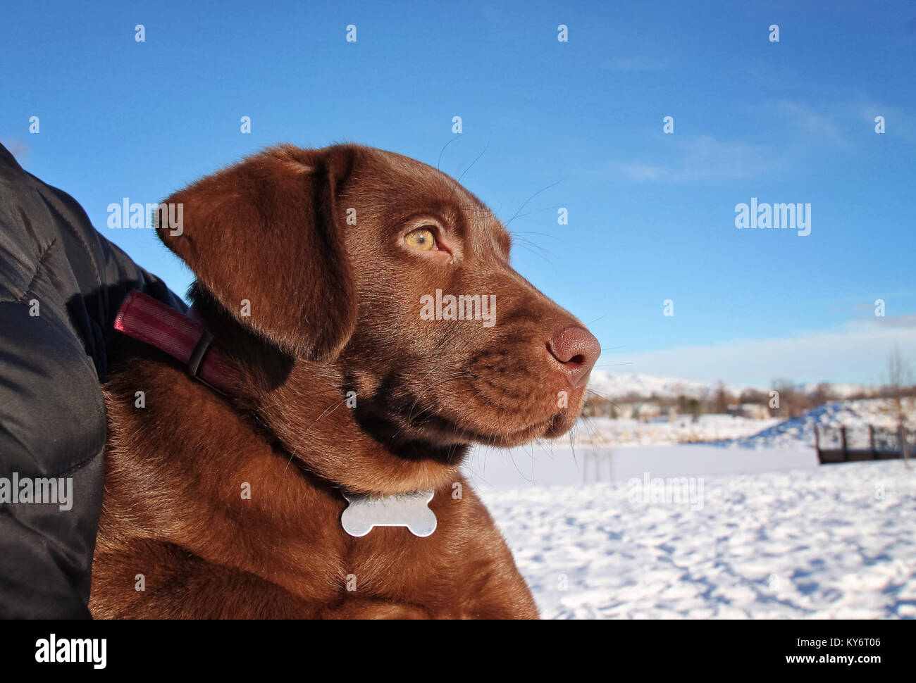 Chocolate lab puppies hi-res stock photography and images - Alamy