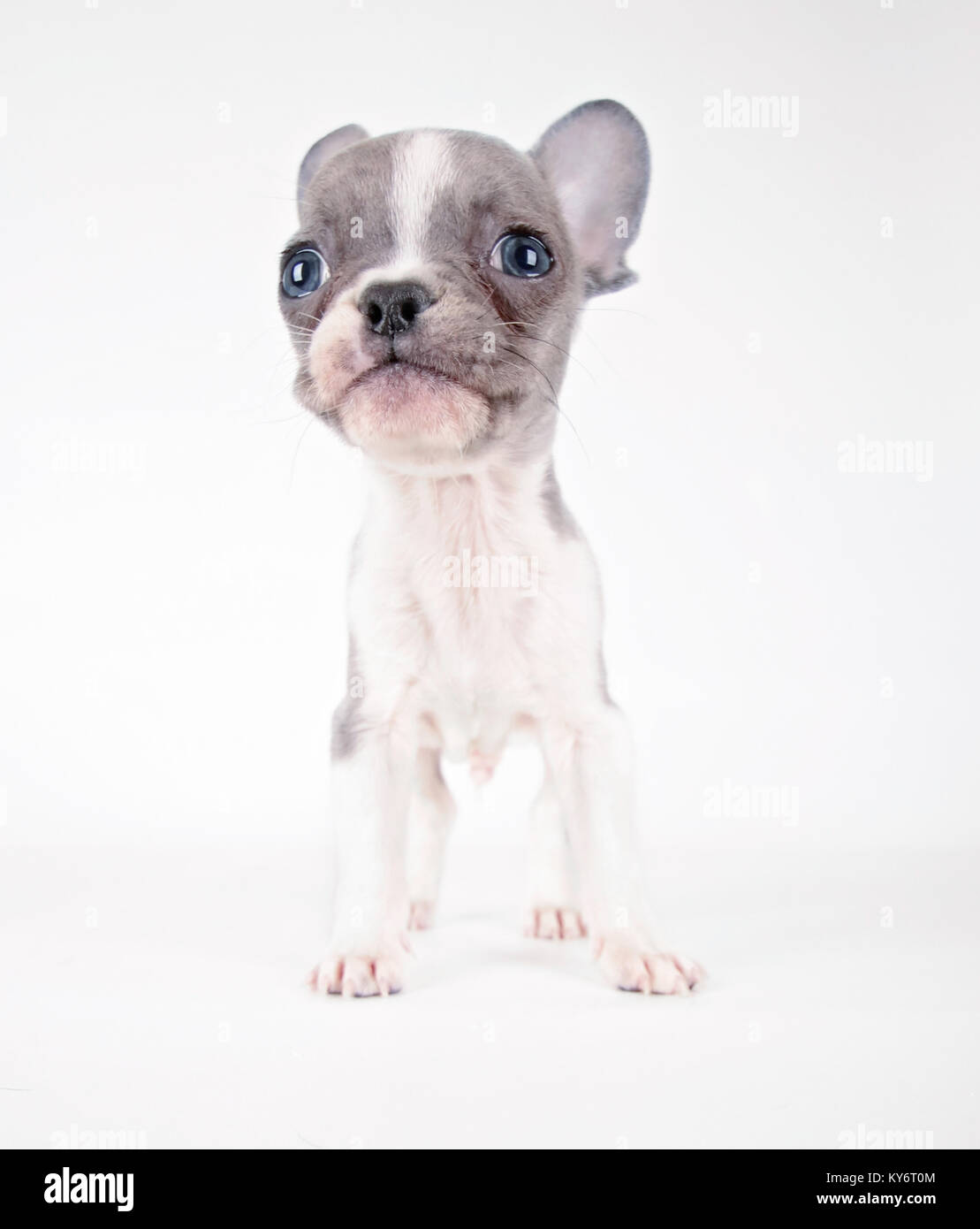 Is The Runt The Last Puppy Born