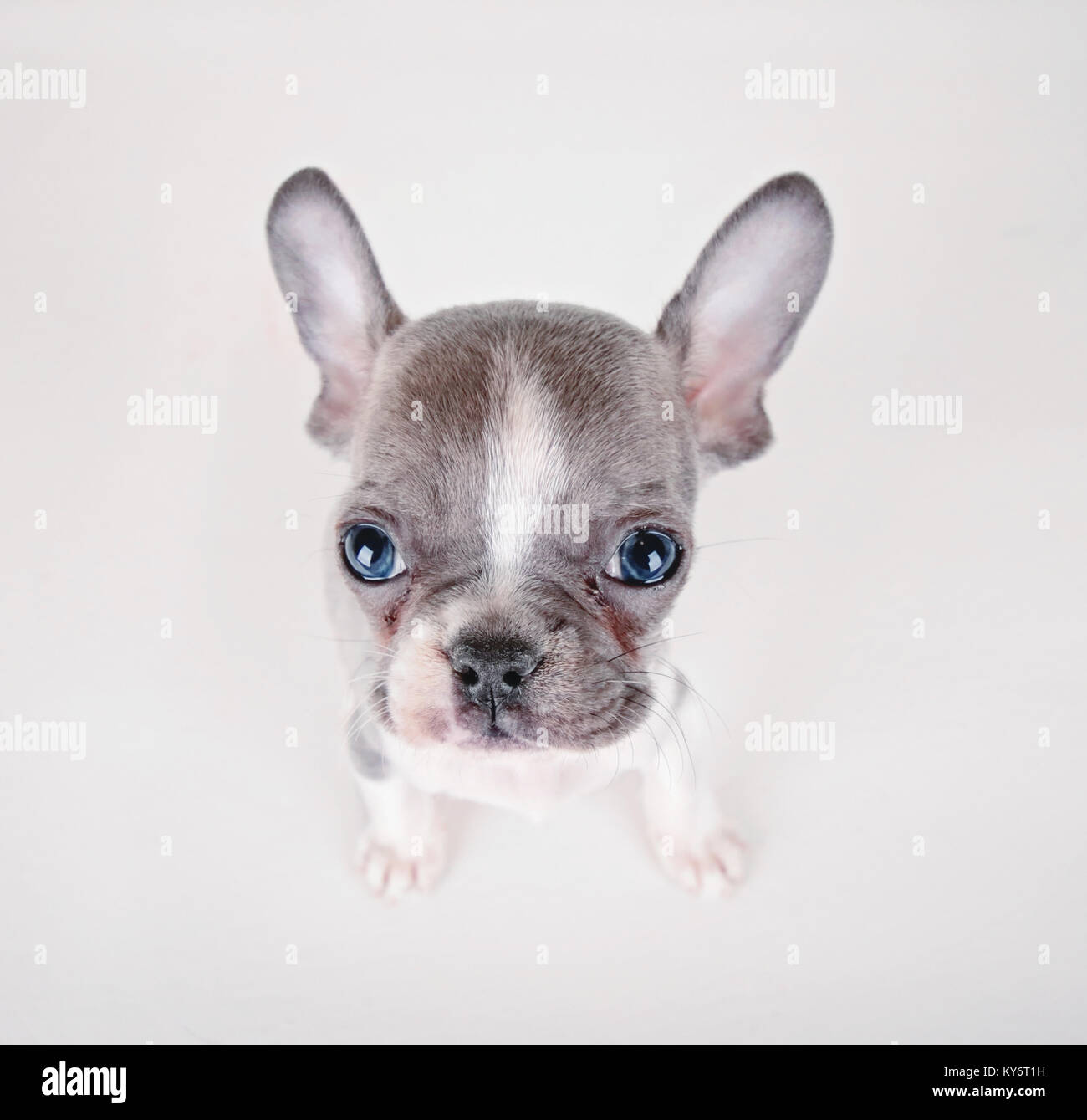 Will The Runt Puppy Survive